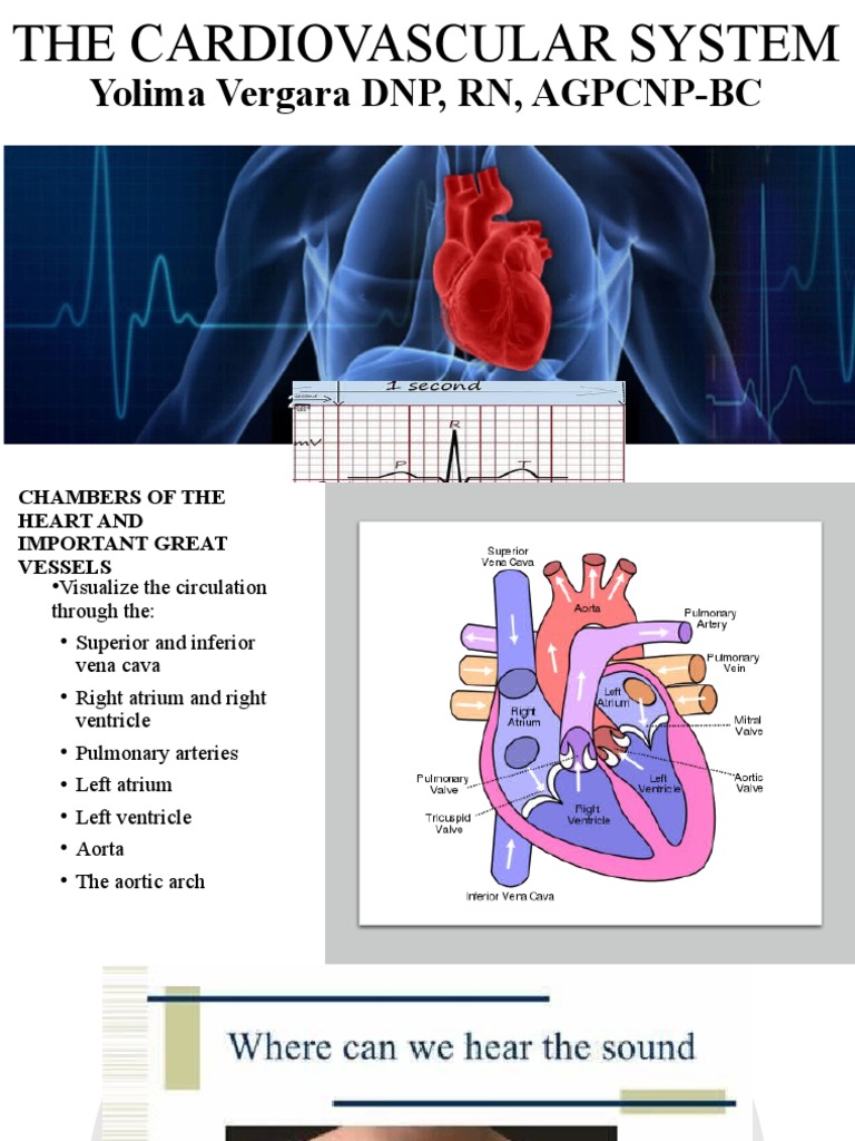 The Cardiovascular System Review | PDF | Heart | Atrium (Heart)