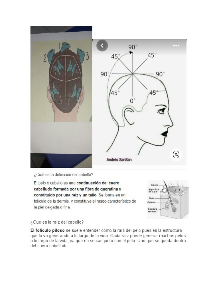 Qué Es La Raíz Del Cabello | PDF