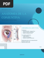 Cápsula de Tenon: Anatomía y Tenonitis | PDF | Ojo humano | Ojo