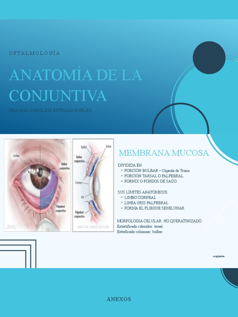 Anatomía de La Conjuntiva | PDF | Epitelio | Membrana mucosa