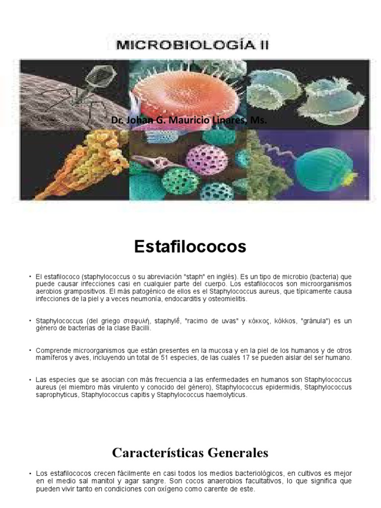 Infecciones por Estafilococos en la Piel | PDF | Staphylococcus Aureus ...