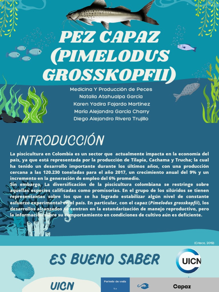 EL PEZ CAPAZ (Pimelodus Grosskopfii) | PDF | Hembra | Embrión