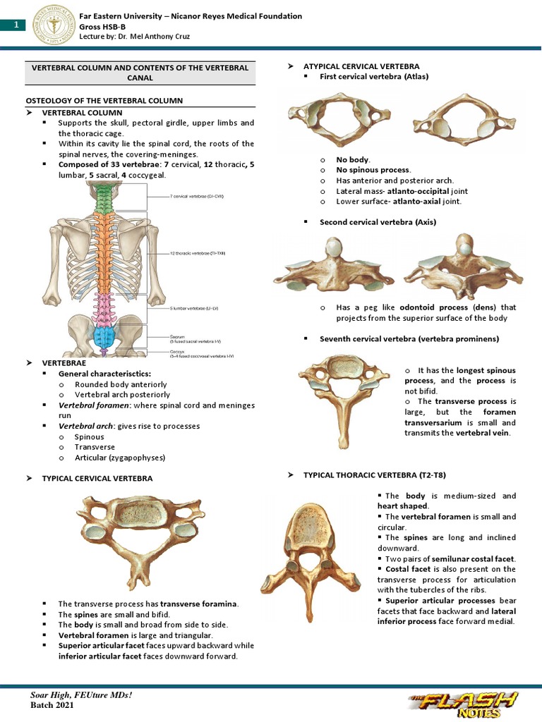 Vertebral Column and Contents of The Vertebral Canal | PDF | Vertebra ...