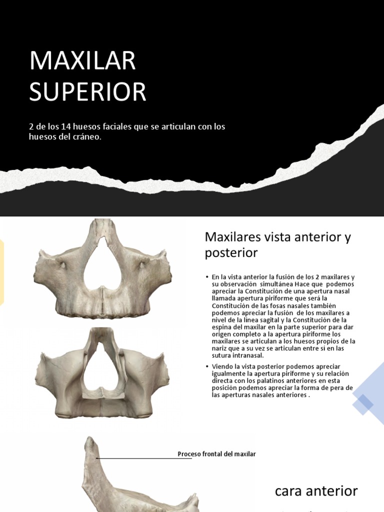 Anatomía Del Maxilar Y La Mandíbula Maxilar Inferior O Mandíbula