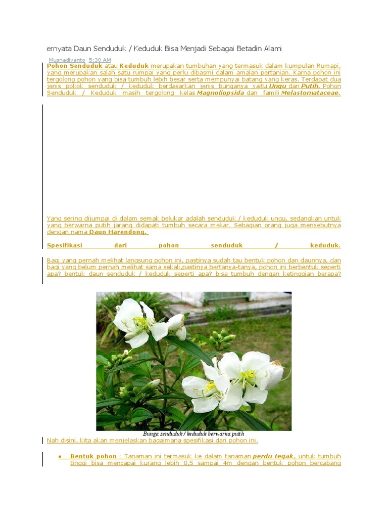 Ernyata Daun Senduduk | PDF