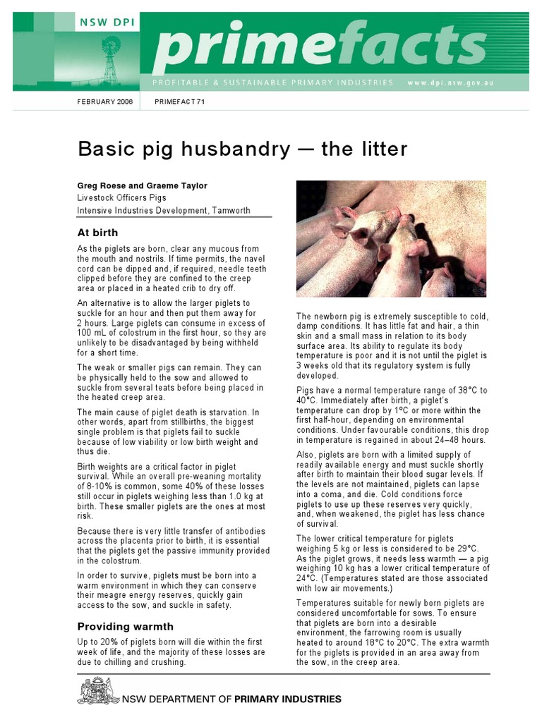 Basic Pig Husbandry-The Litter - Primefact 71-Final | PDF | Pig | Milk