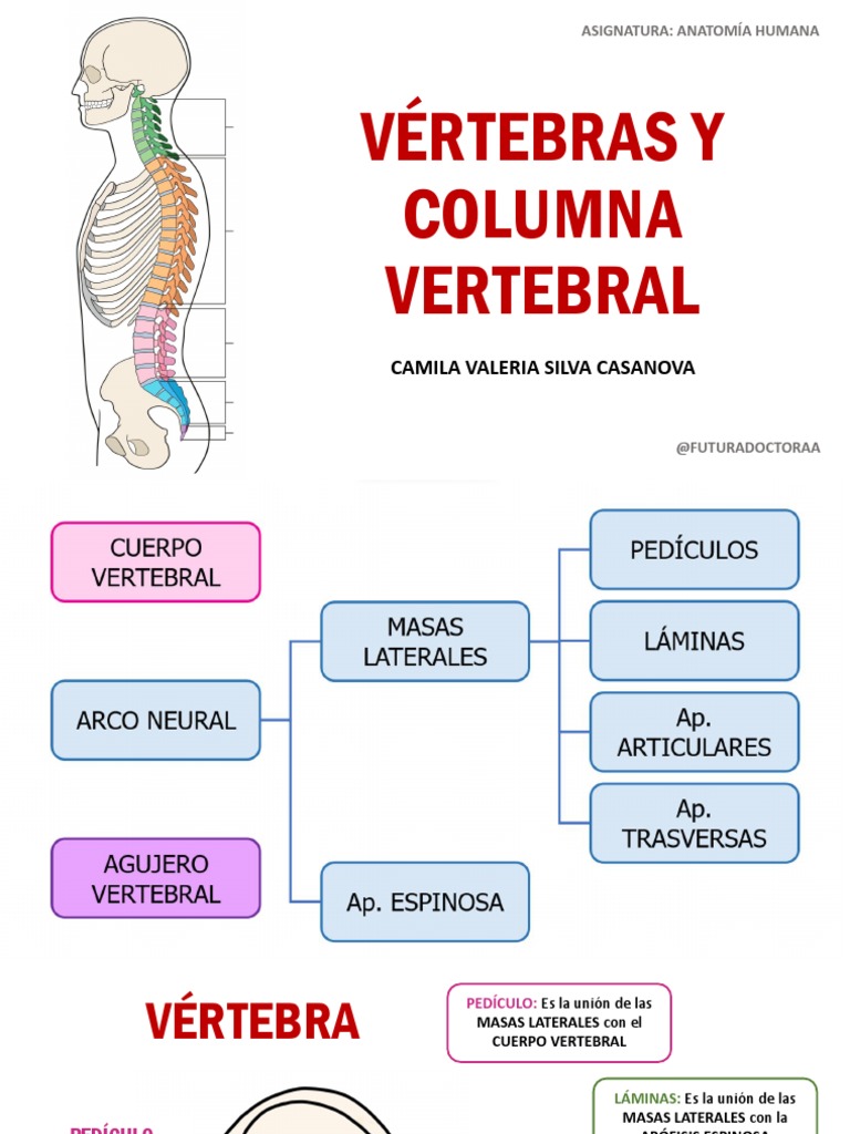 1 Vértebras y Columna Vertebral | PDF | Vértebra | La columna vertebral