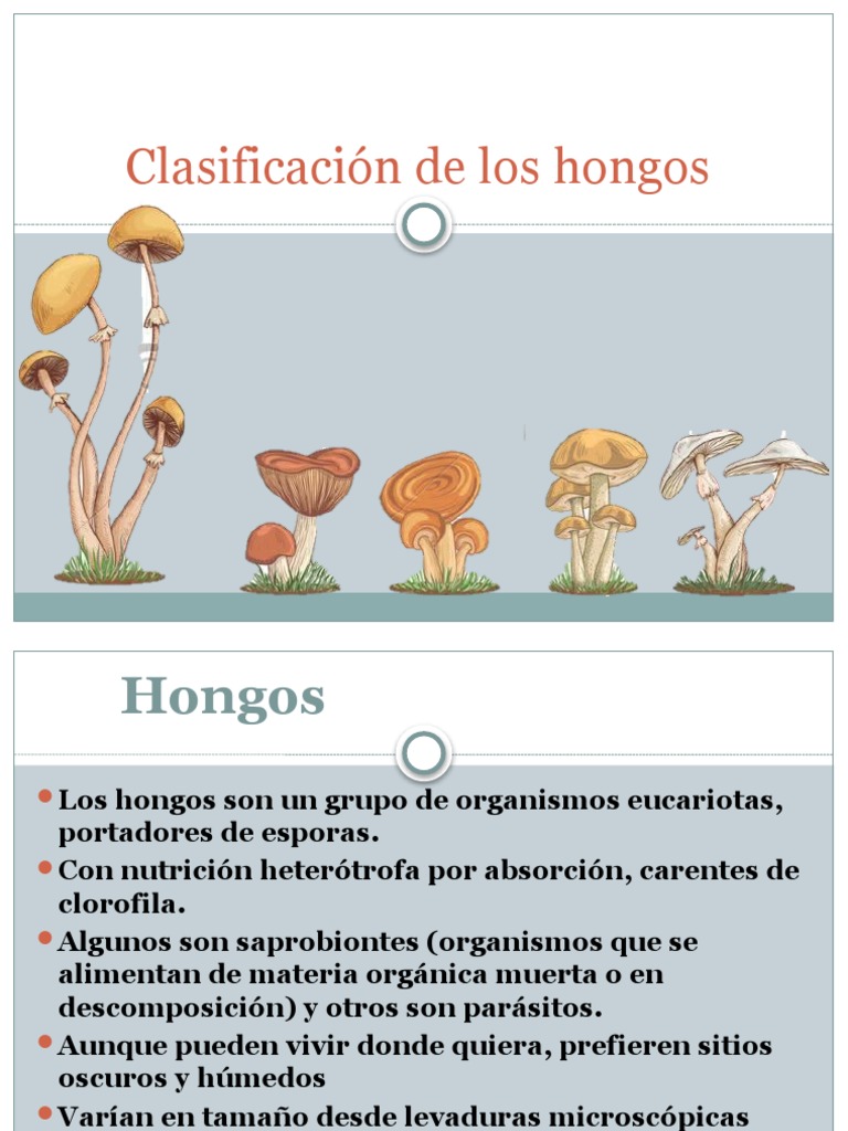 24 Clasificacion de Los Hongos | PDF | Hongo | Organismos