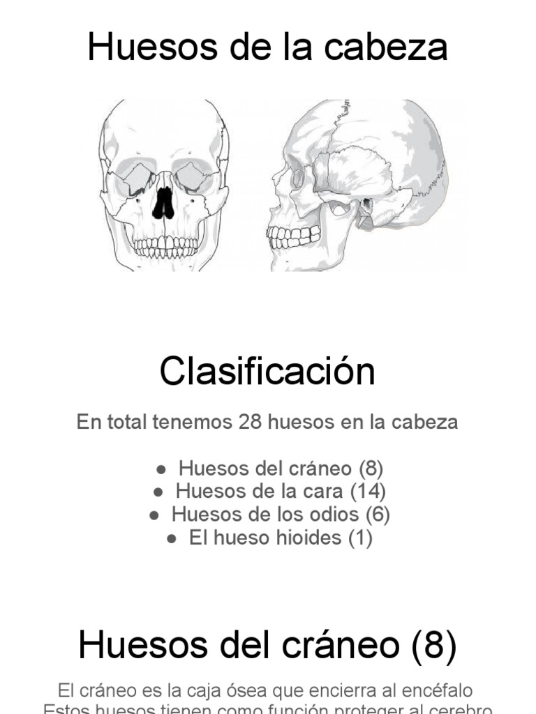 Huesos de la Cabeza: Estructura y Funciones | PDF
