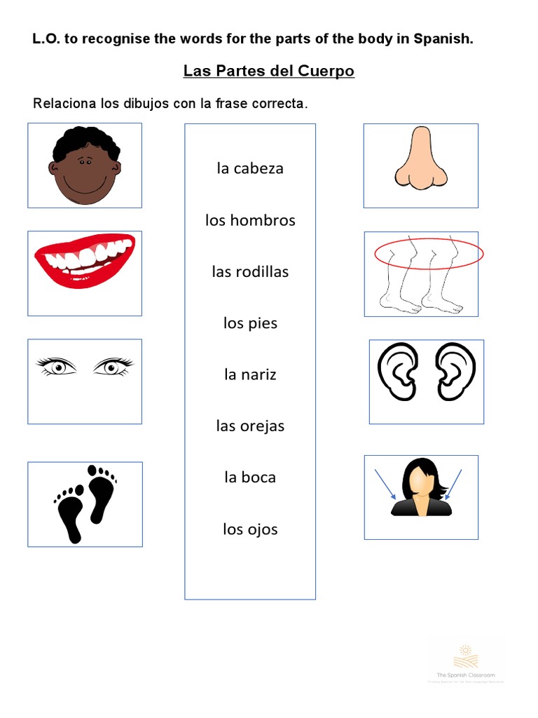 Las Partes Del Cuerpo - Matching Activity | PDF