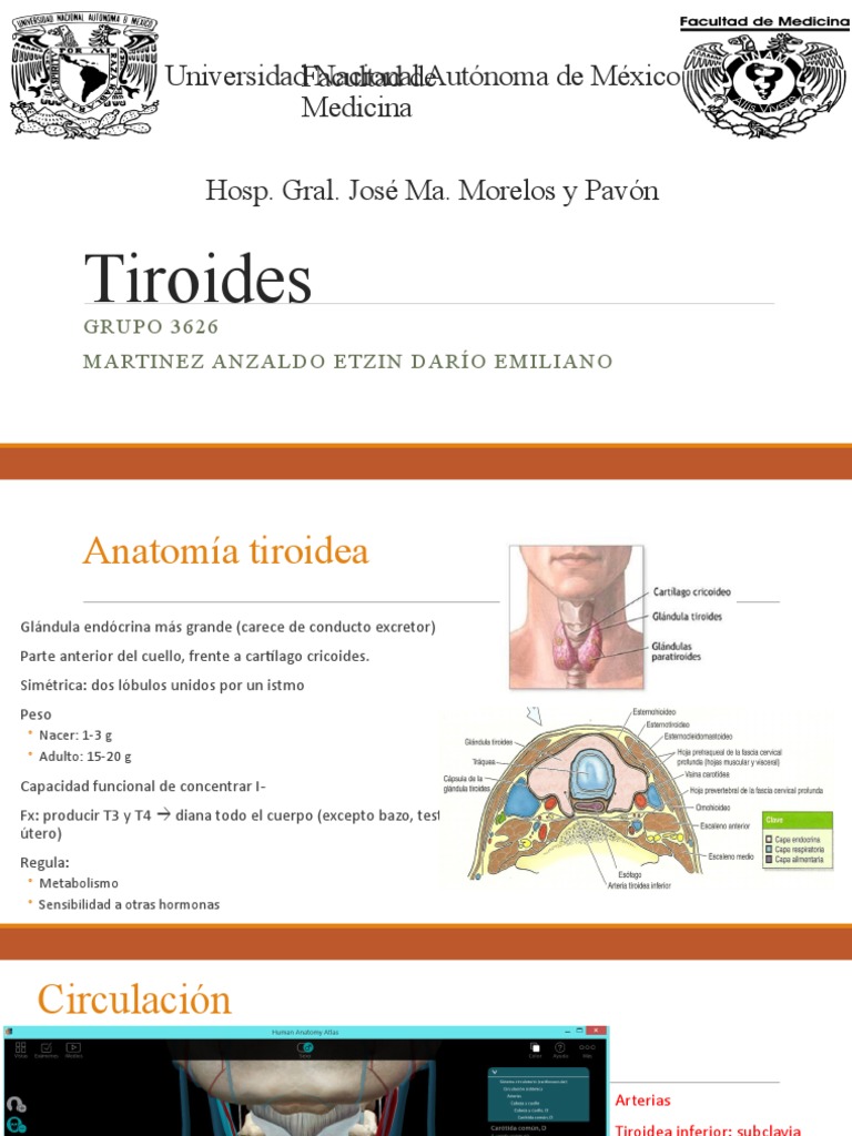 Anatomía y Función de la Tiroides | PDF | Tiroides | Hipertiroidismo