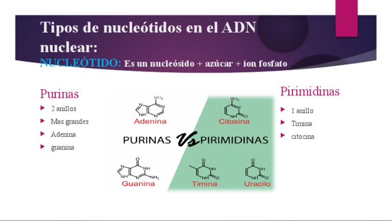 Tipos de Nucleótidos en El ADN Nuclear | PDF
