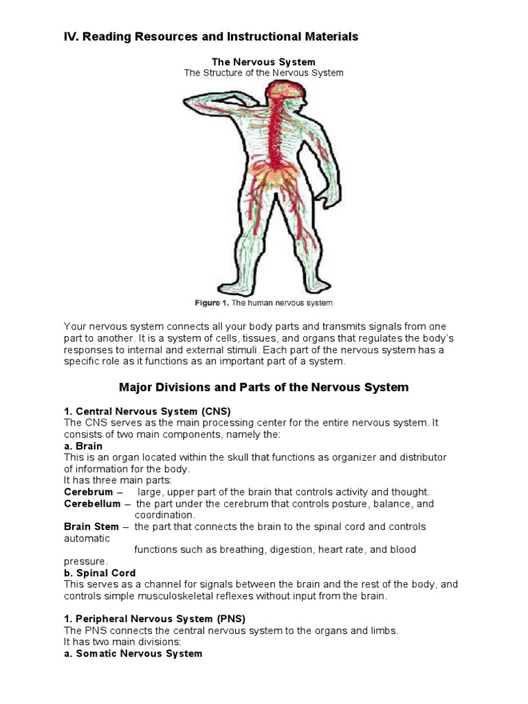 Main Divisions of the Nervous System | PDF | Self-Improvement | Science ...