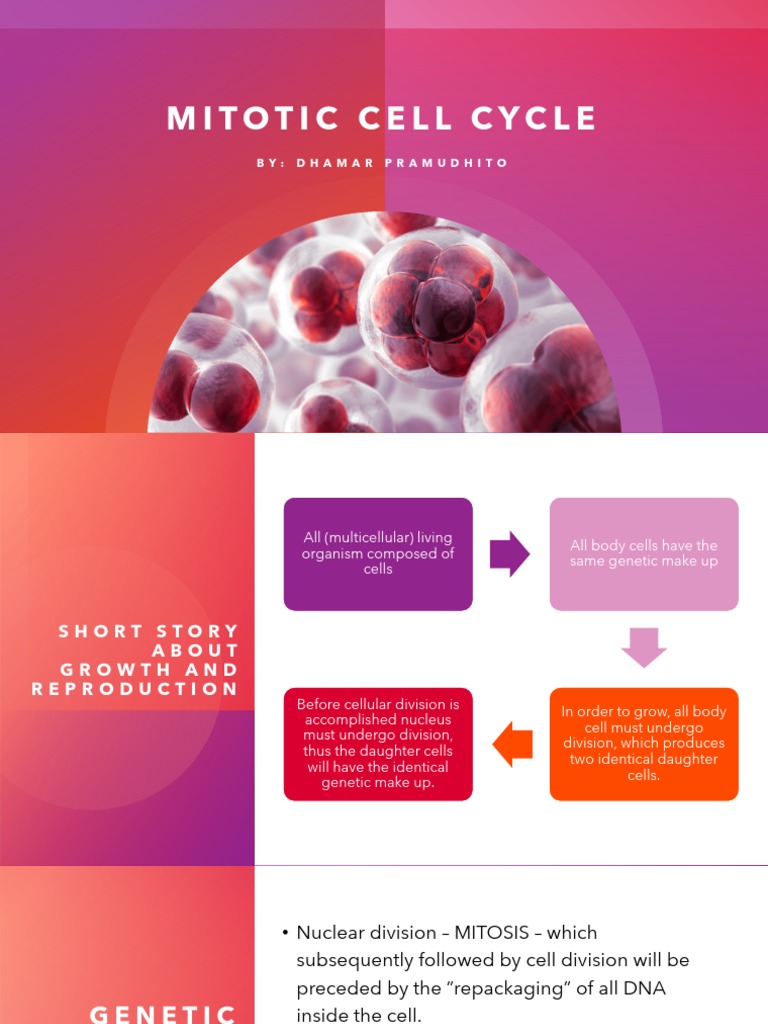 Understanding Mitosis and Cell Cycle | PDF | Mitosis | Cancer