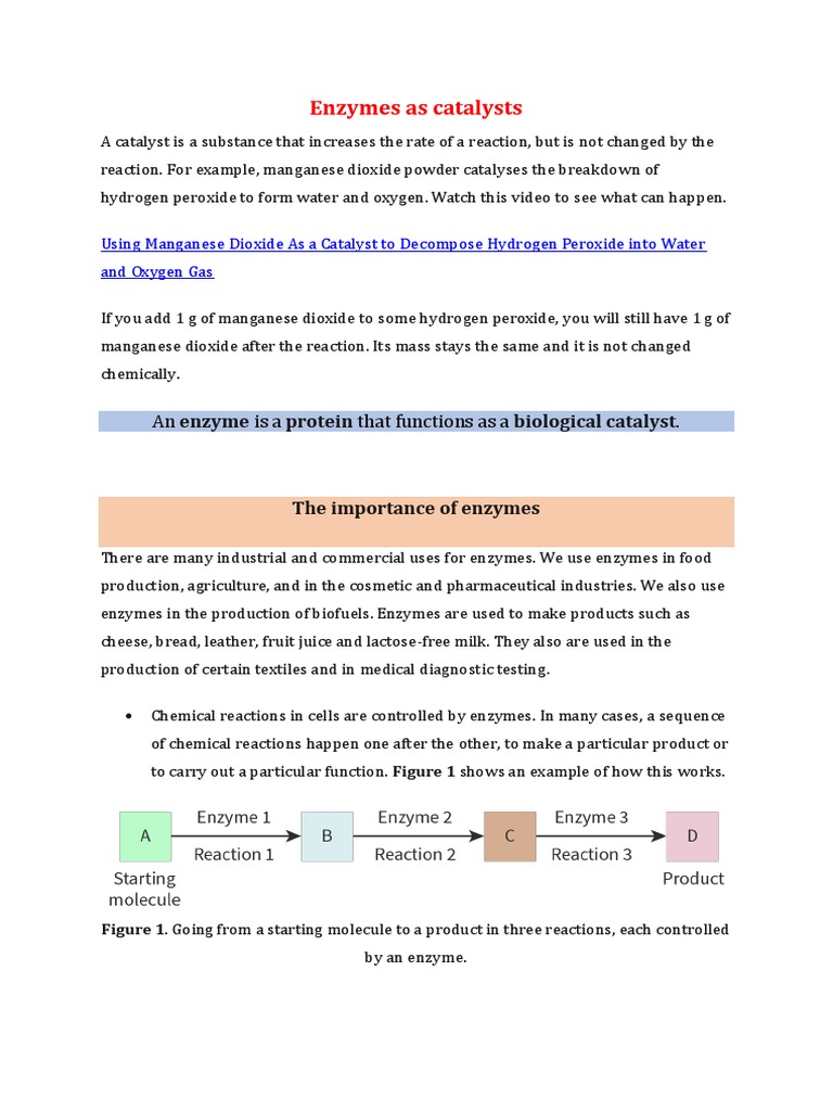 Enzymes As Catalysts | PDF | Enzyme | Active Site