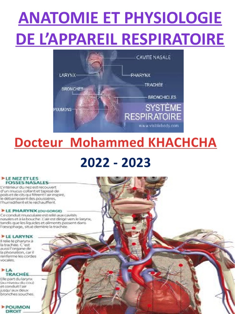 2023 Anatomie Et Physiologie de L'appareil Respiratoire | PDF | Poumon | Respiration
