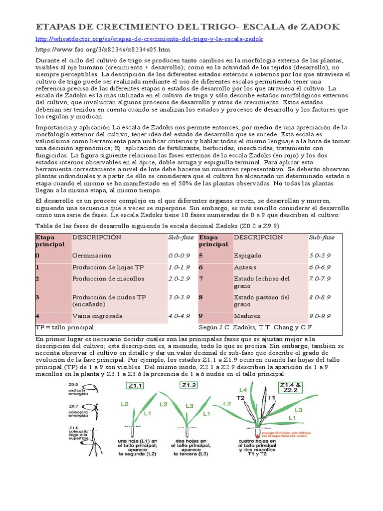 Etapas de Crecimiento Del Trigo y La Escala Zadok | PDF | Hierba ...
