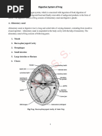 Digestive System of A Frog | PDF | Mouth | Gastrointestinal Tract