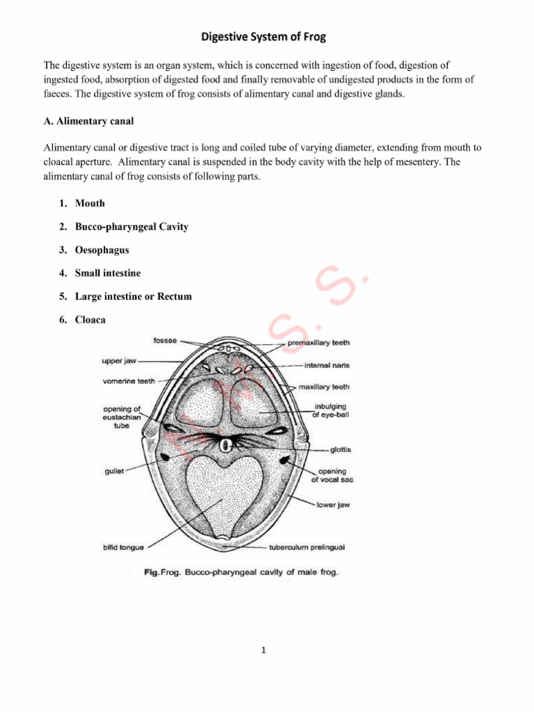 Alimentary Canal of Frog | PDF
