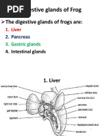 Functions and Composition of Succus Entericus | PDF | Digestive System ...