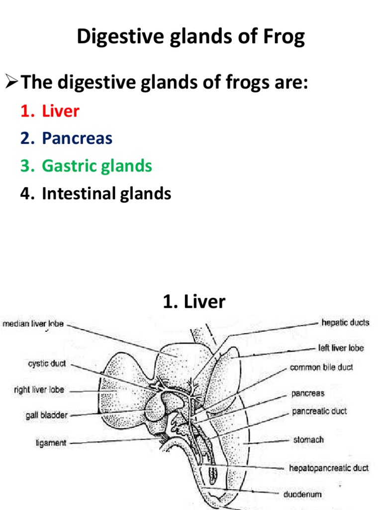 Digestive Glands of Frog: Liver, Pancreas, Gastric & Intestinal Glands ...