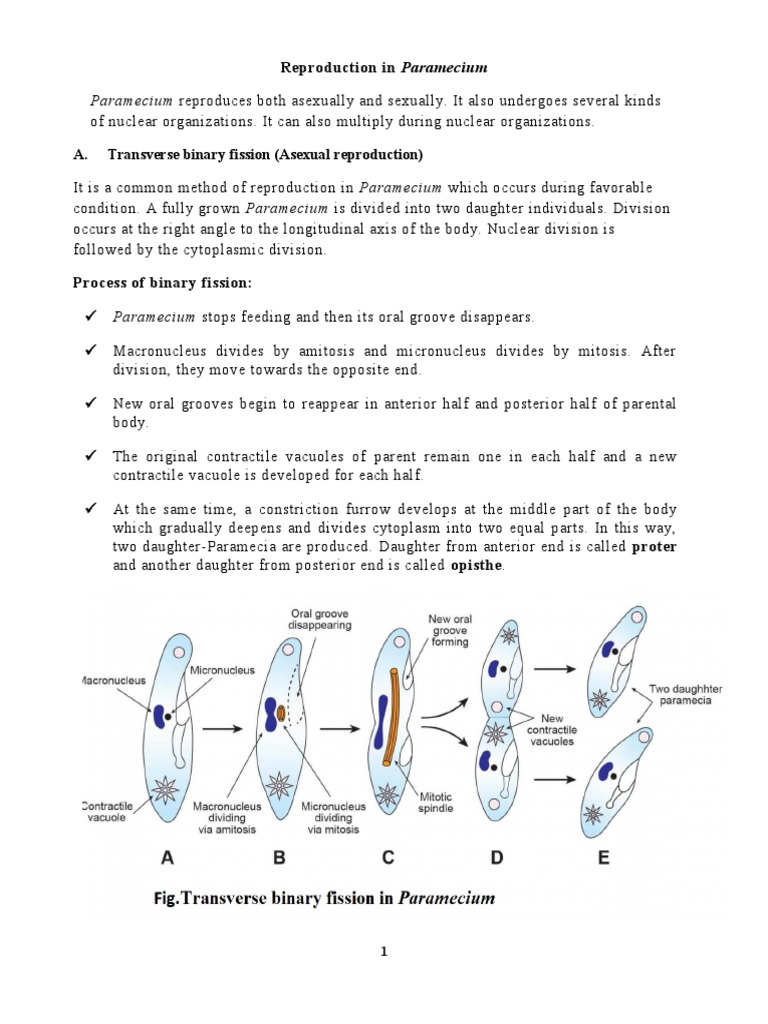 Paramecium Reproduction | PDF | Zoology | Cell Biology