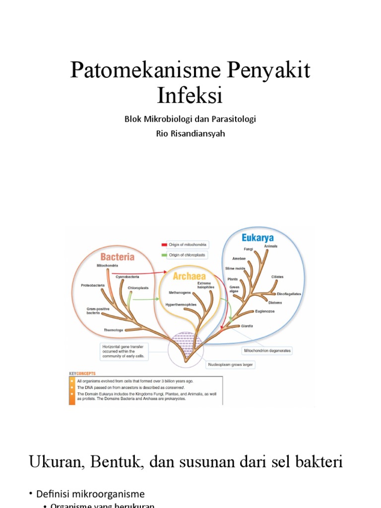 Patomekanisme Infeksi Bakteri dan Virulensi | PDF | Griya & Taman ...