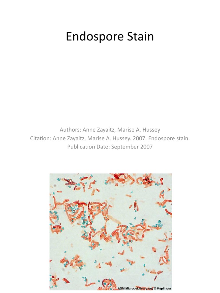 Endospore Stain | Download Free PDF | Bacillus | Laboratory Techniques