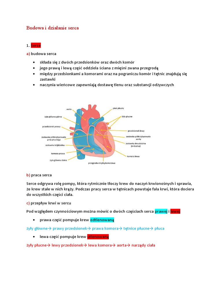 Budowa i działanie serca | PDF