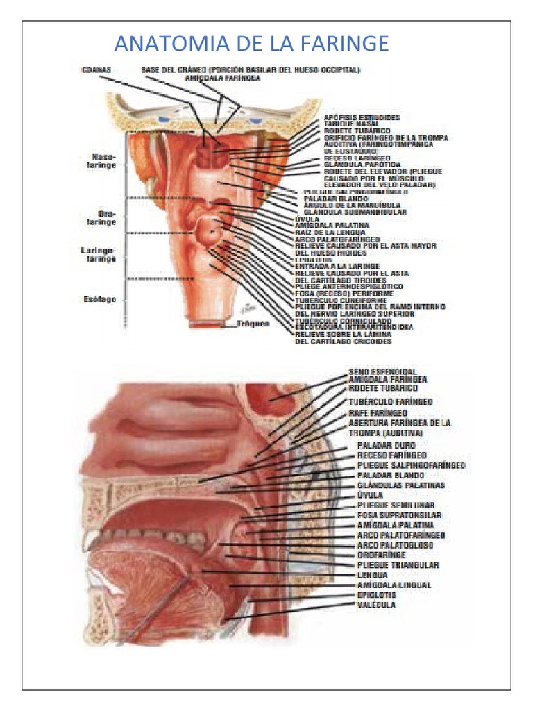 Anatomia de La Faringe | PDF