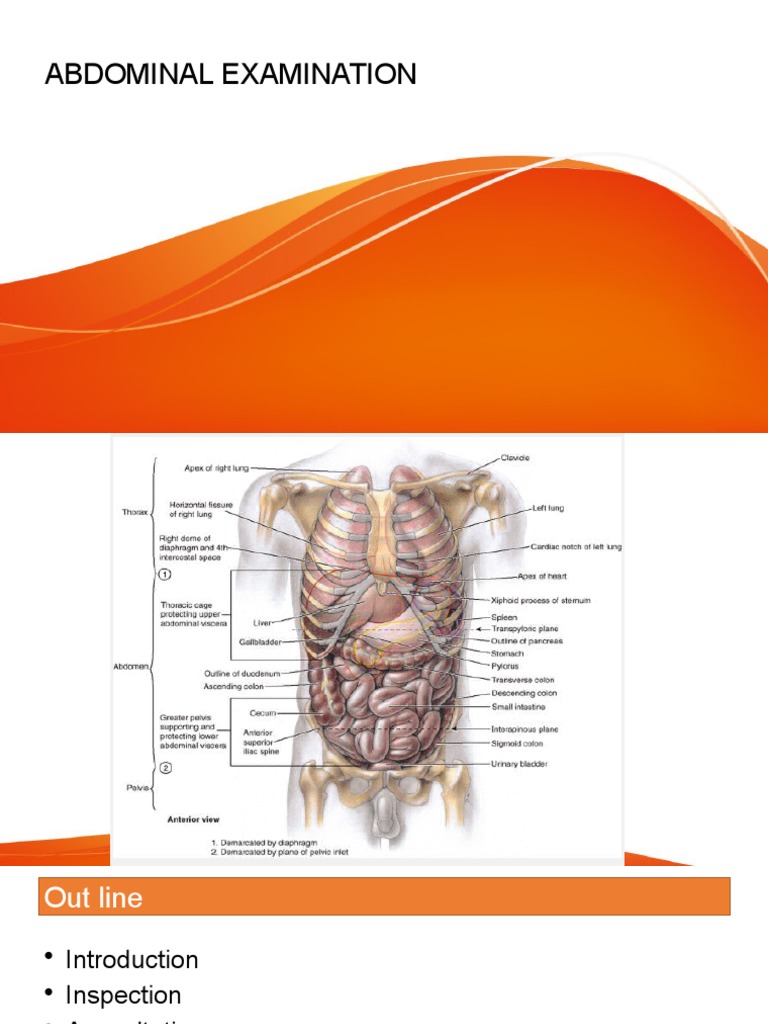2023 Abdominal Examination | PDF | Diseases And Disorders | Anatomy