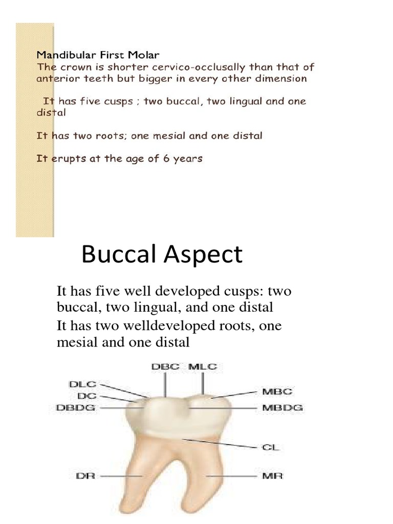 Molar | PDF | Dental Anatomy | Dentistry Branches