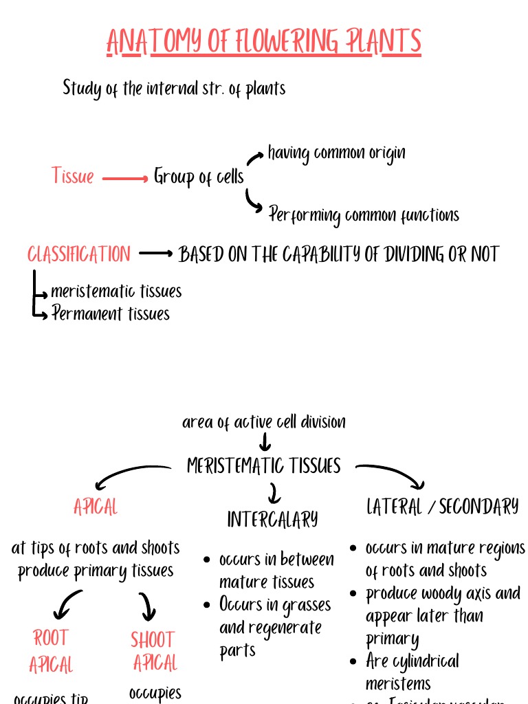 Anatomy of Flowering Plants | PDF
