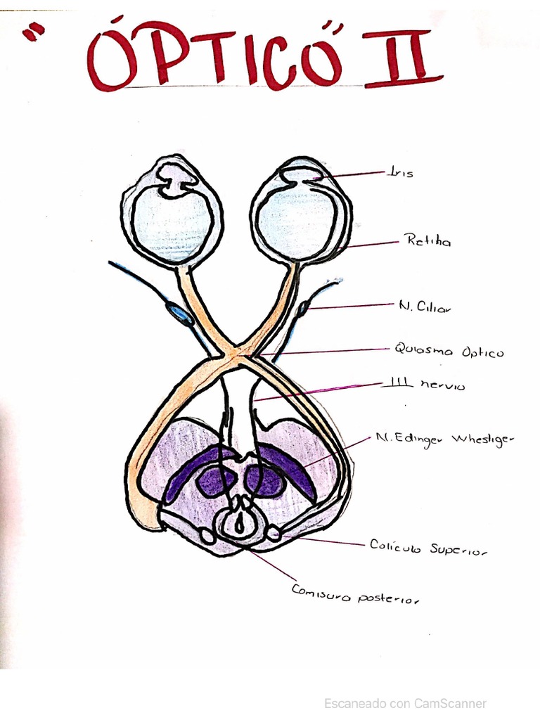 II. Nervio Óptico | PDF