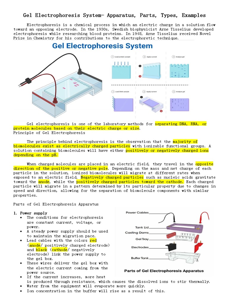 04-Gel Electrophoresis | PDF | Gel Electrophoresis | Agarose Gel ...