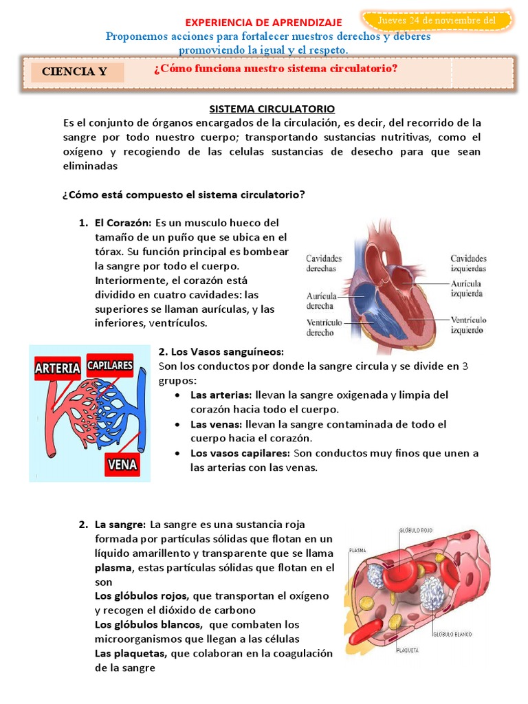 01.12.2022 CyT FICHA ¿Cómo Funciona Nuestro Sistema Circulatorio | PDF | Sistema circulatorio ...