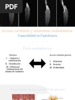 Anatomia Radicular | PDF | Anatomia dental | Diente