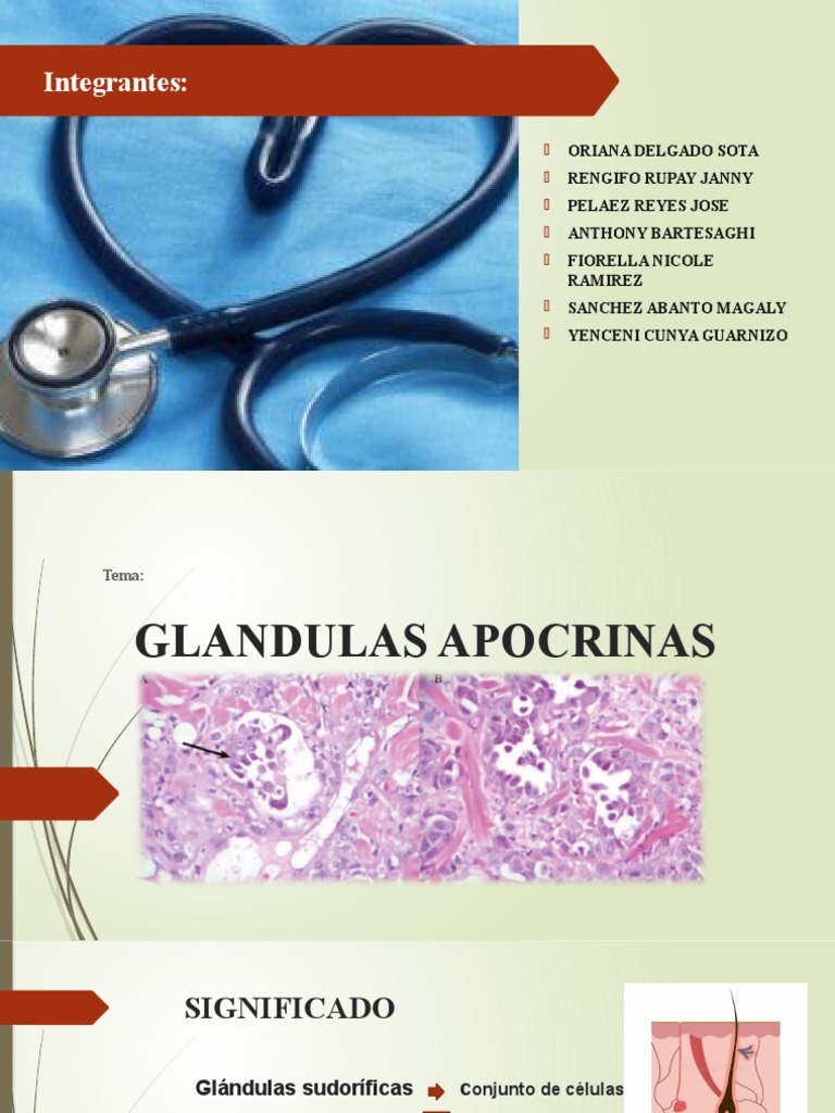 Glandulas Apocrinas - Grupo 2 | PDF