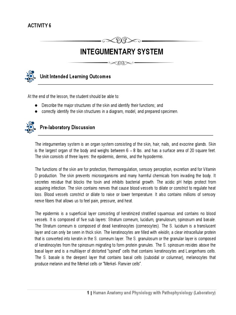 Activity 6 The Integumentary System Pdf Skin Integumentary System