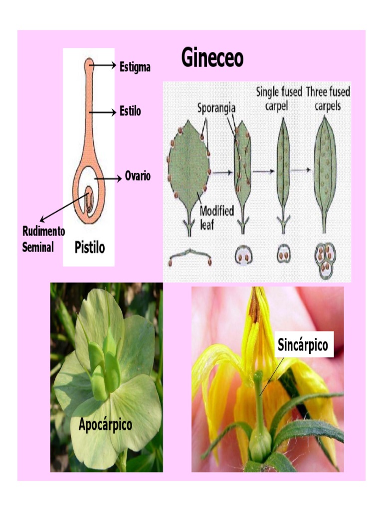 Cap. IV Bo - 2. Androceo Gineceo | PDF