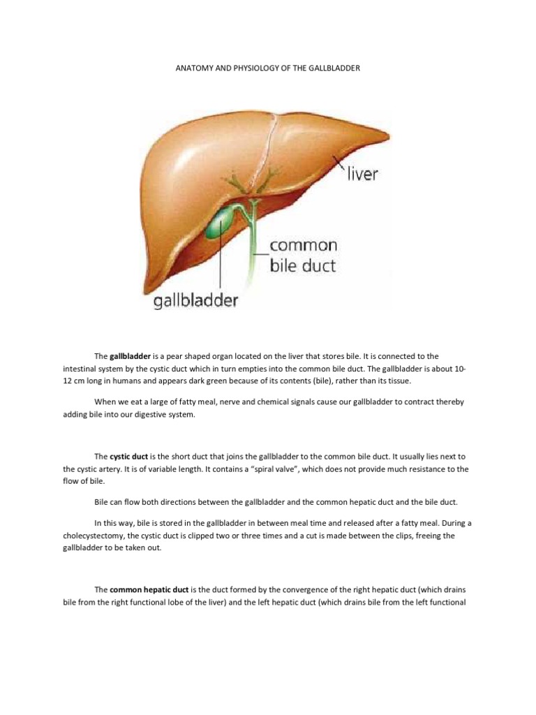 Anatomy and Physiology of The Gallbladder | PDF