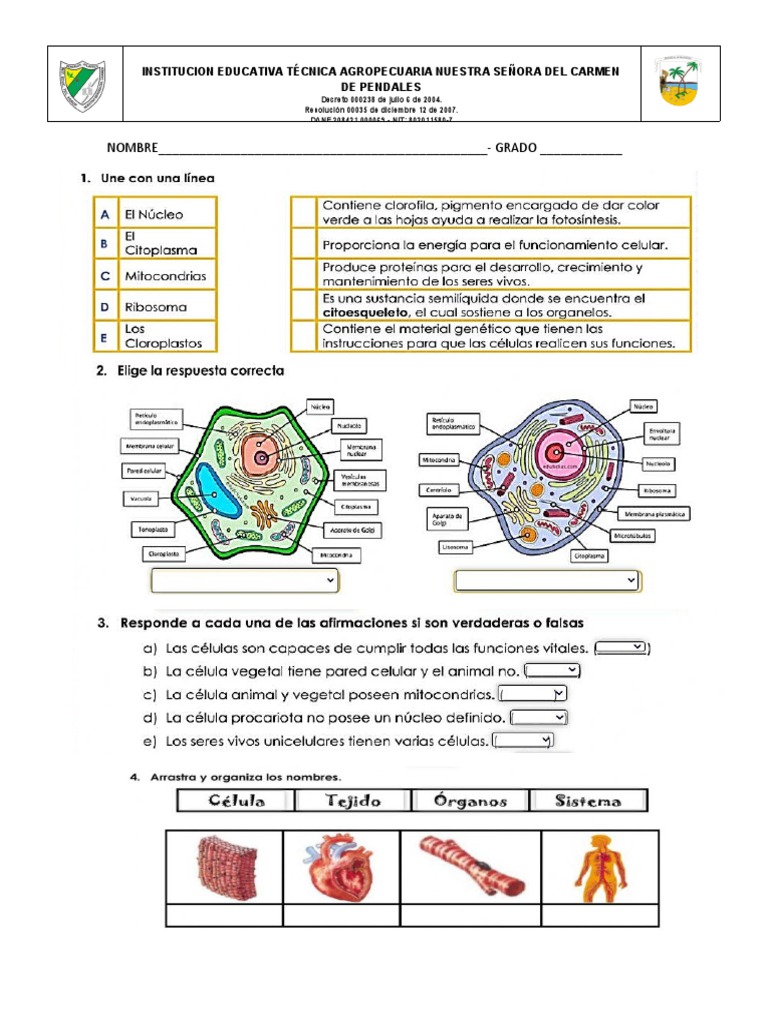 Examen Celula | PDF