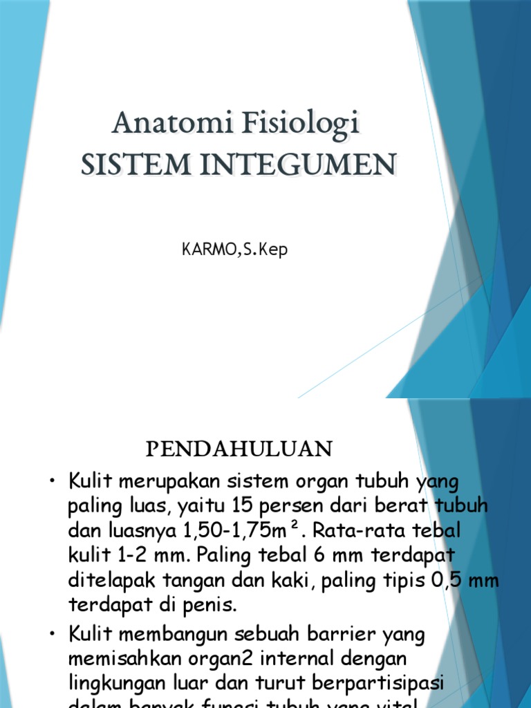 1. Anatomi sistem integumen (2) | PDF