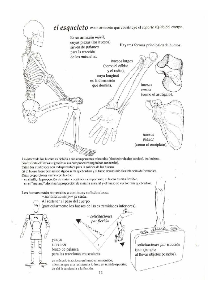 Qdoc - Tips Anatomia para El Movimiento | PDF