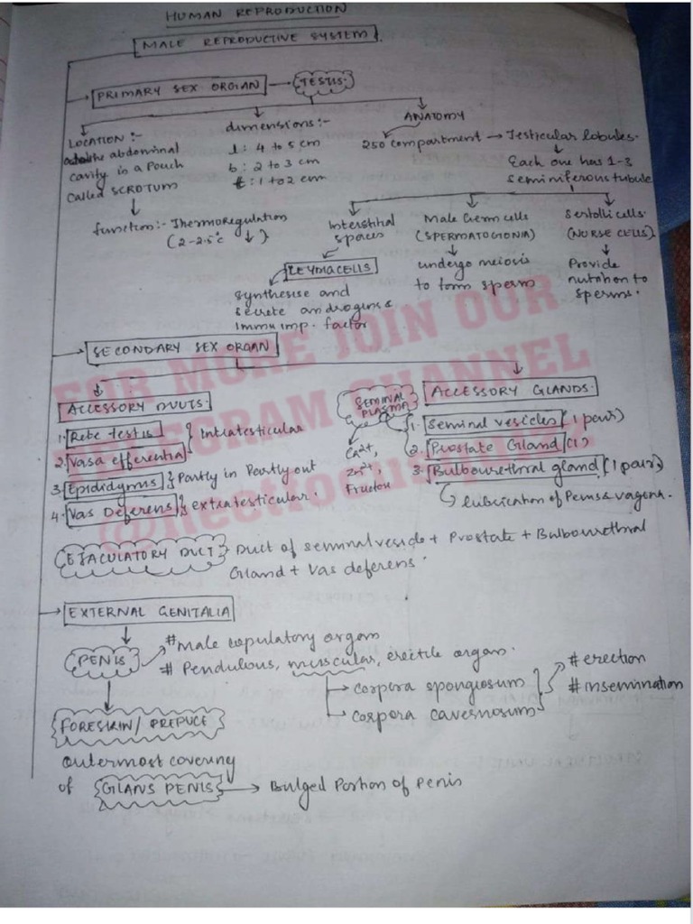HUMAN REPRODUCTION KOTA NOTES Class 12 | PDF