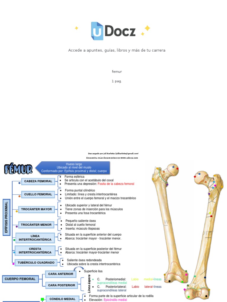 Femur | PDF | Anatomía | Anatomía humana