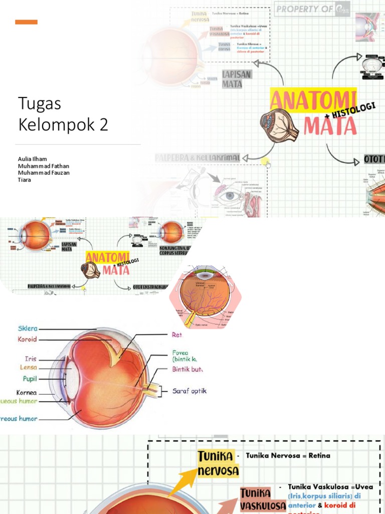 Struktur dan Fungsi Koroid Mata | PDF