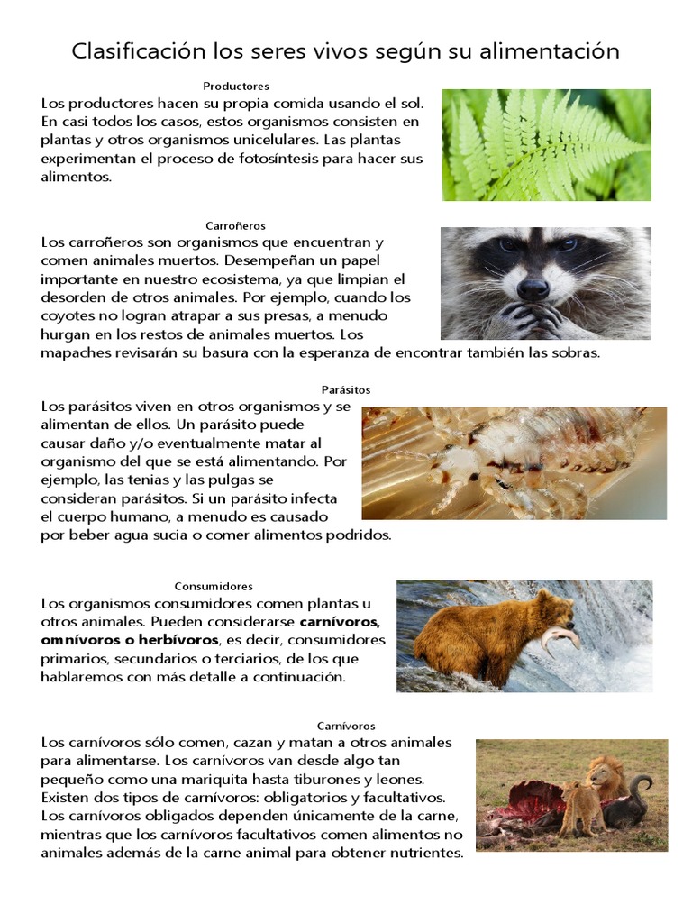 Clasificación Los Seres Vivos Según Su Alimentación | PDF | Depredación | Herbívoro