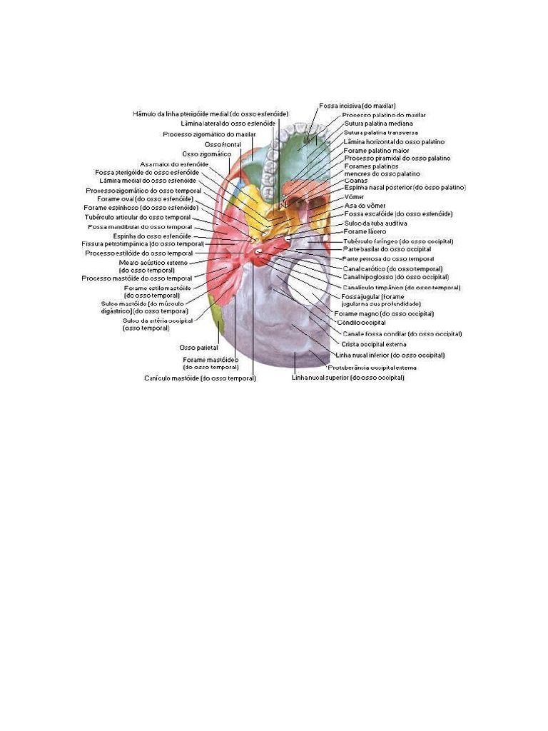 Crânio Imagens | PDF