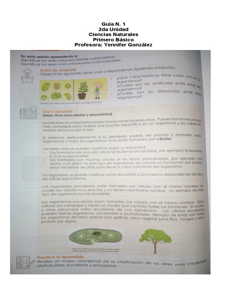 Guía 1 Ciencias Naturales Primero Básico 2da Unidad | PDF